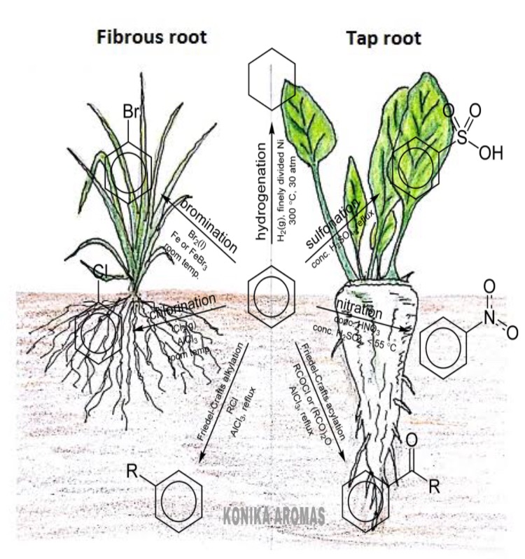 Earthy Flavor Gallery | Konika Aromas